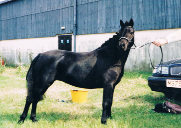 falabella horses for sale